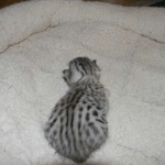 Zaza Egyptian Mau Silver Female DOB 4-5-13 - Belle Hollow Farms and Exotics