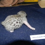 Zaza Egyptian Mau Silver Female DOB 4-5-13 - Belle Hollow Farms and Exotics