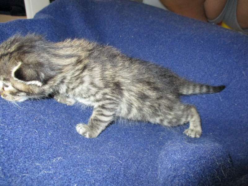 Savannah F-7A Brown Black spotted Male DOB 4-28-16 - Belle Hollow Farms ...