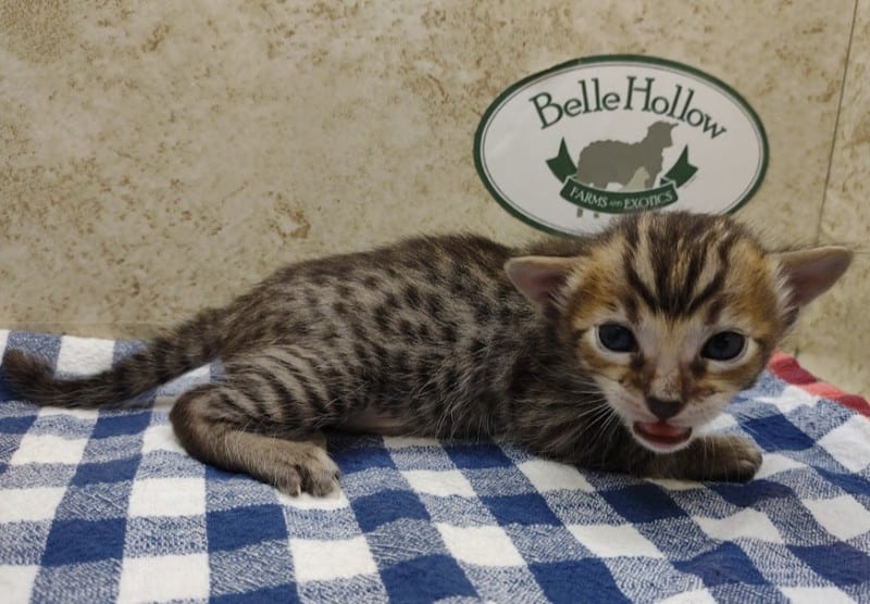 Savannah F-4SBT Brown Spotted Male #2 DOB 3/24/24 - Belle Hollow Farms ...