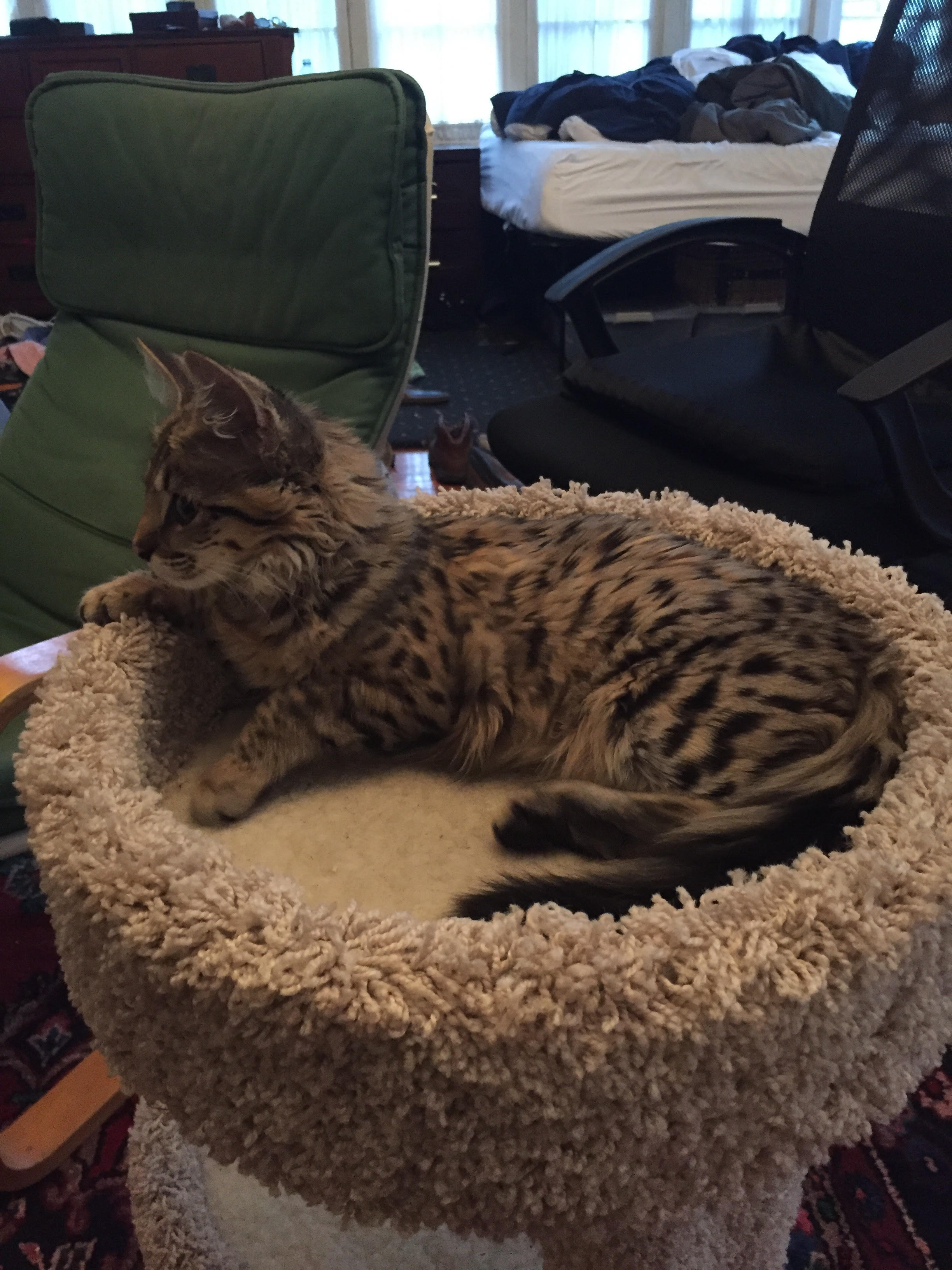 Savannah F-2B Brown Black Spotted female DOB 6-17-17 - Belle Hollow ...