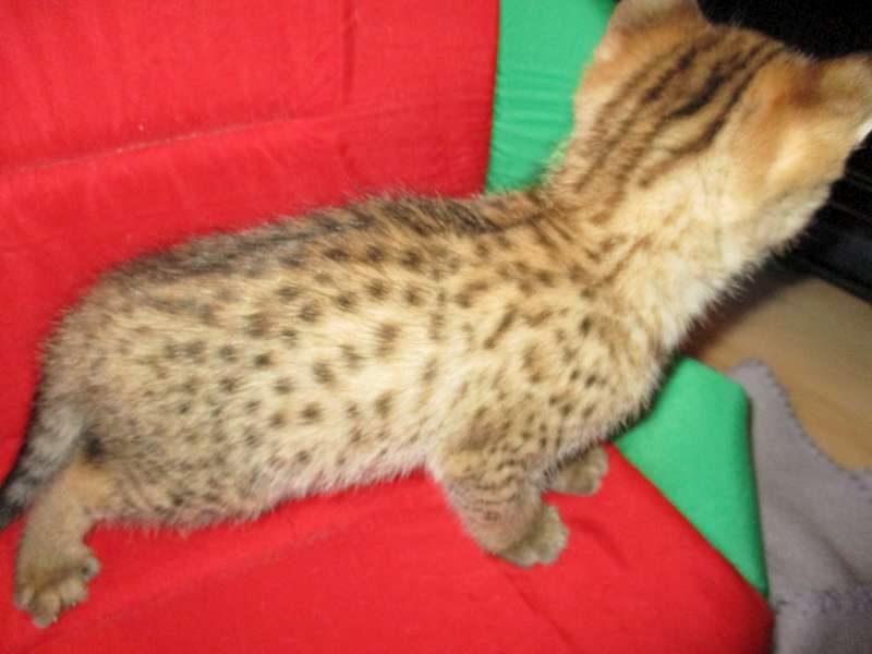 Watch Our Kittens - Belle Hollow Farms and Exotics