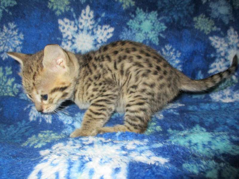 Savannah F-3C Brown (black) Spotted female #1 - Belle Hollow Farms and ...