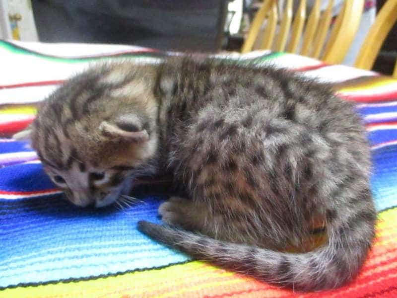 Savannah F-3C BST Male #1 DOB 9-26-18 - Belle Hollow Farms and Exotics