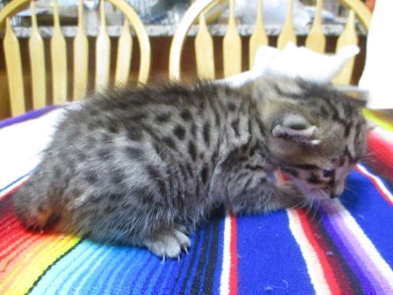 Savannah F-3C BST Male #1 DOB 9-26-18 - Belle Hollow Farms and Exotics