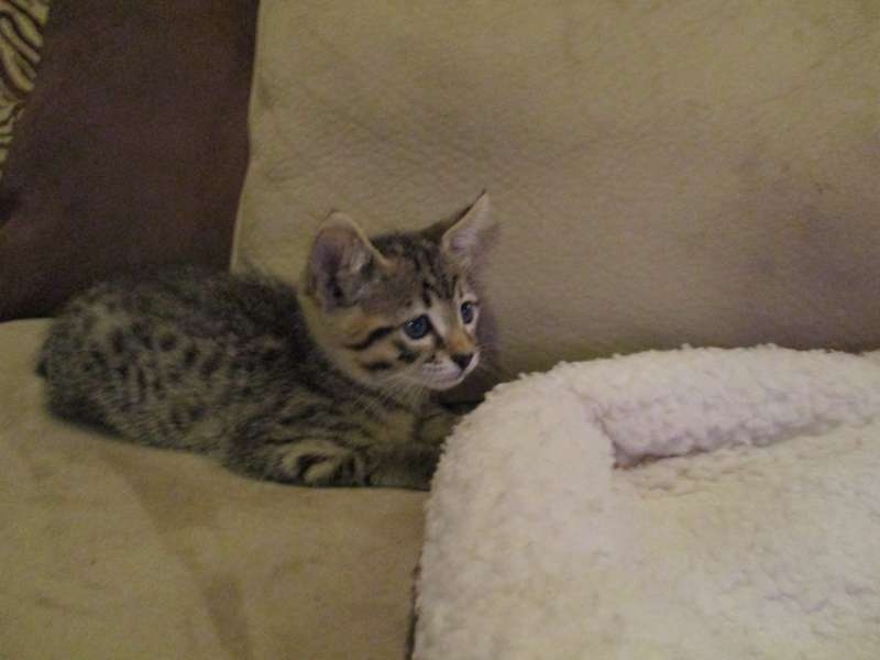 Savannah F-3C BST Male #1 DOB 9-26-18 - Belle Hollow Farms and Exotics