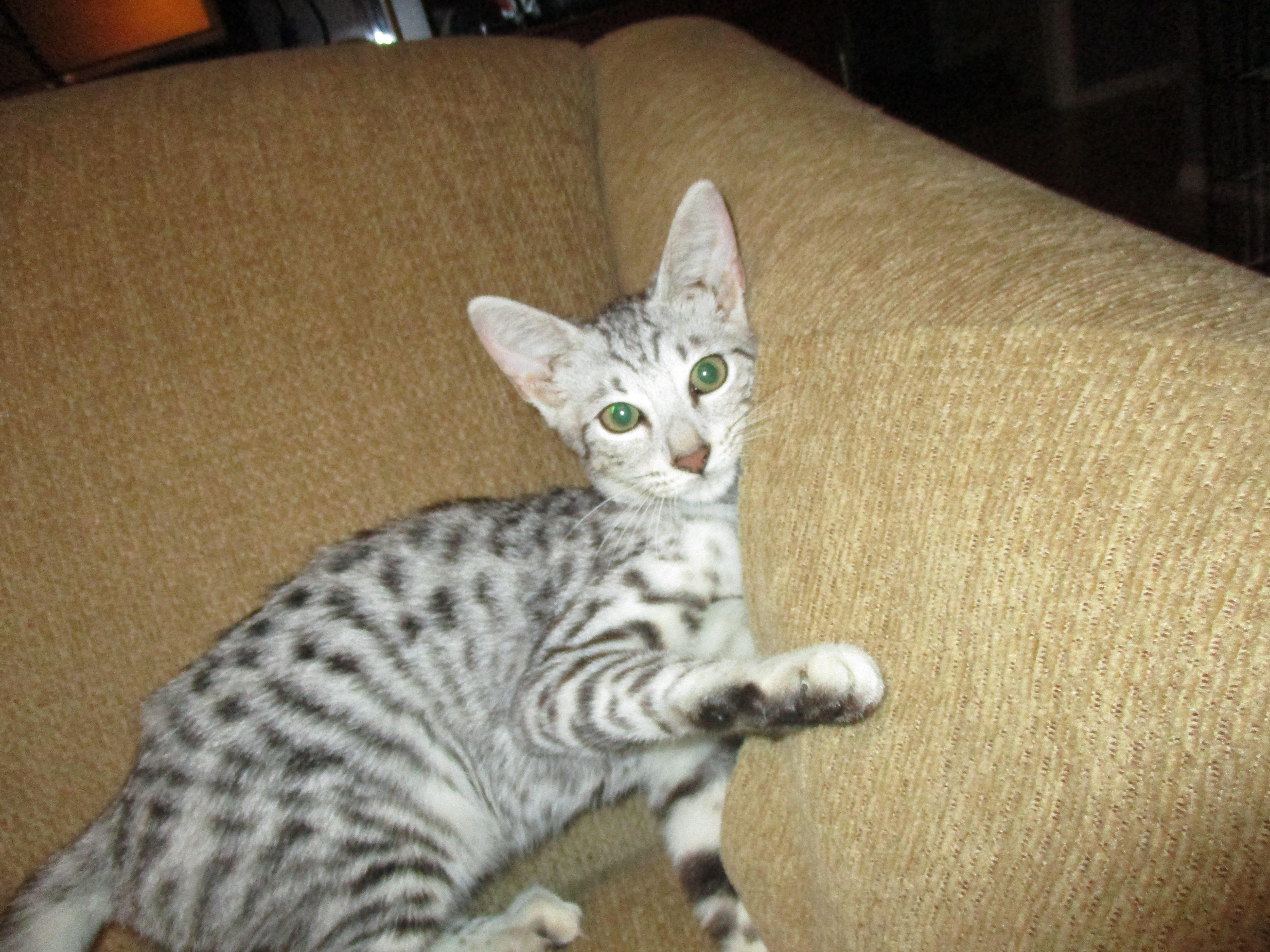 Savannah, F-3C Silver Spotted female DOB 5/2/17 Furreverspots - Belle ...