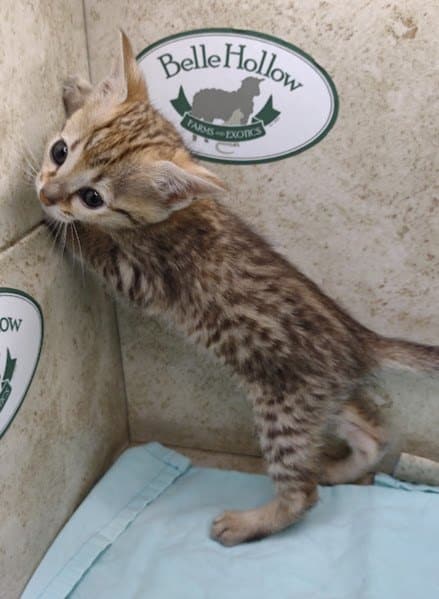 Savannah F-4SBT BST female #1 DOB 4-7-24 - Belle Hollow Farms and Exotics