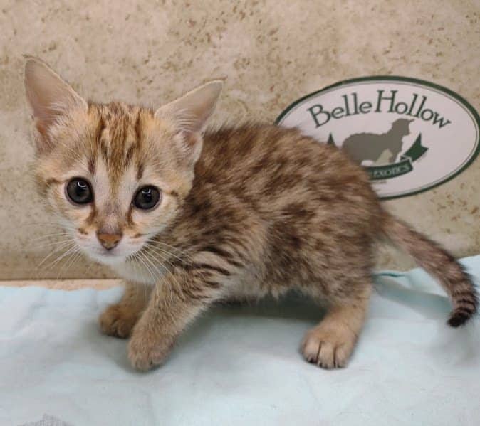 Savannah F-4SBT BST female #1 DOB 4-7-24 - Belle Hollow Farms and Exotics