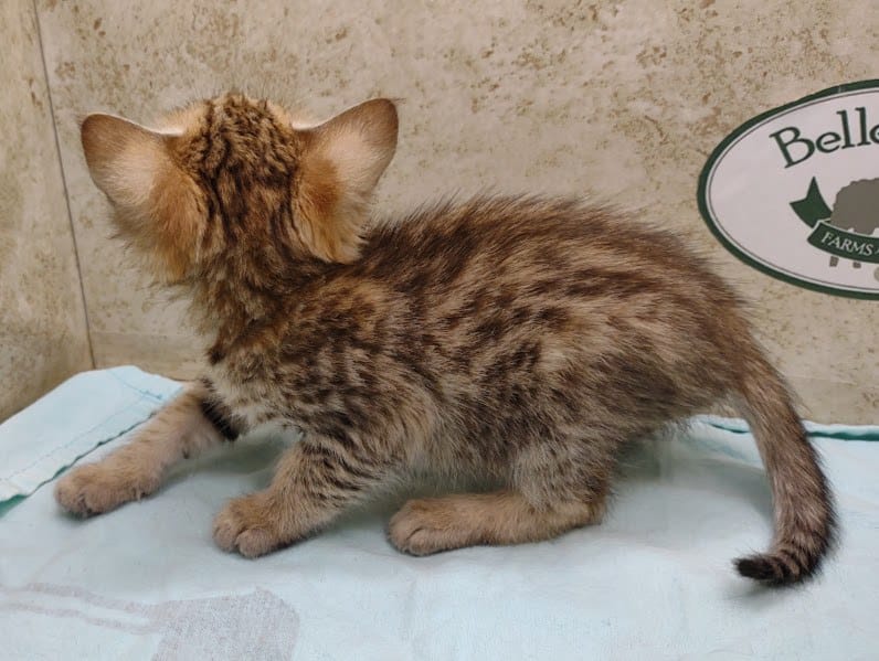 Savannah F-4SBT BST female #1 DOB 4-7-24 - Belle Hollow Farms and Exotics