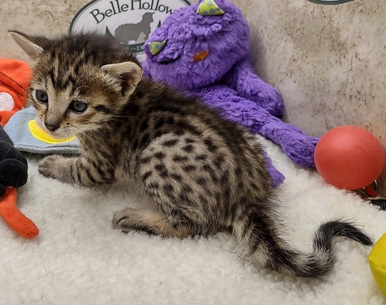 The Curious Personality of Savannah Cats: What Makes Them So Unique?