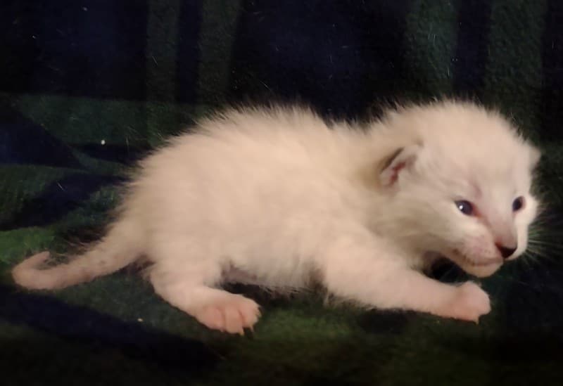 5 Questions to Ask a Cat Breeder Before You Choose Your New Kitten