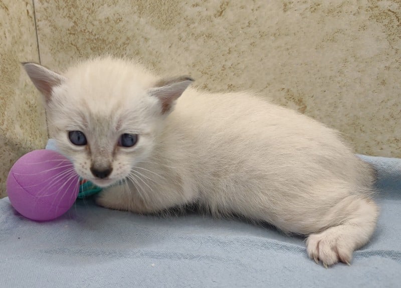 Savannah F-6SBT Snow female DOB 12-7-23 - Belle Hollow Farms and Exotics