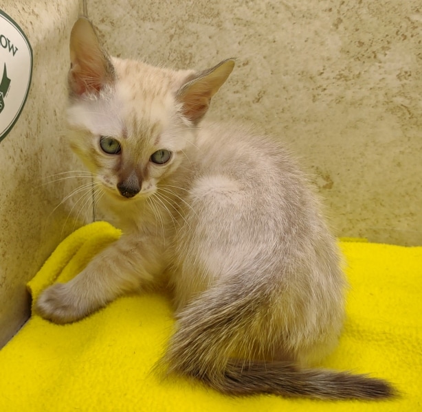 Savannah F-6SBt Snow Male #3 DOB 12-7-23 - Belle Hollow Farms and Exotics