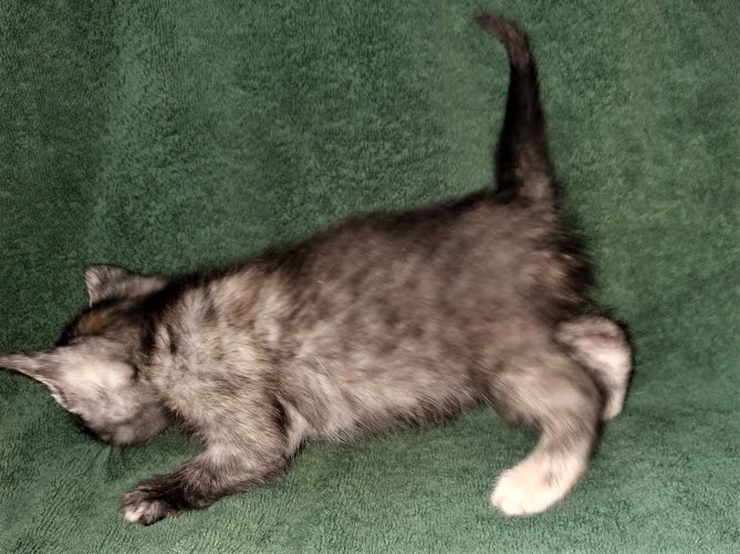 Savannah F-7B Female spotted calico DOB 1-29-19 - Belle Hollow Farms ...