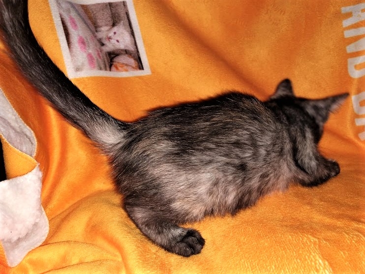 Savannah F-7B Female spotted calico DOB 1-29-19 - Belle Hollow Farms ...