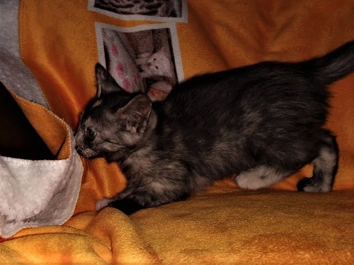 Savannah F-7B Female spotted calico DOB 1-29-19 - Belle Hollow Farms ...