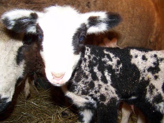 Live Stock For Sale - Belle Hollow Farms and Exotics