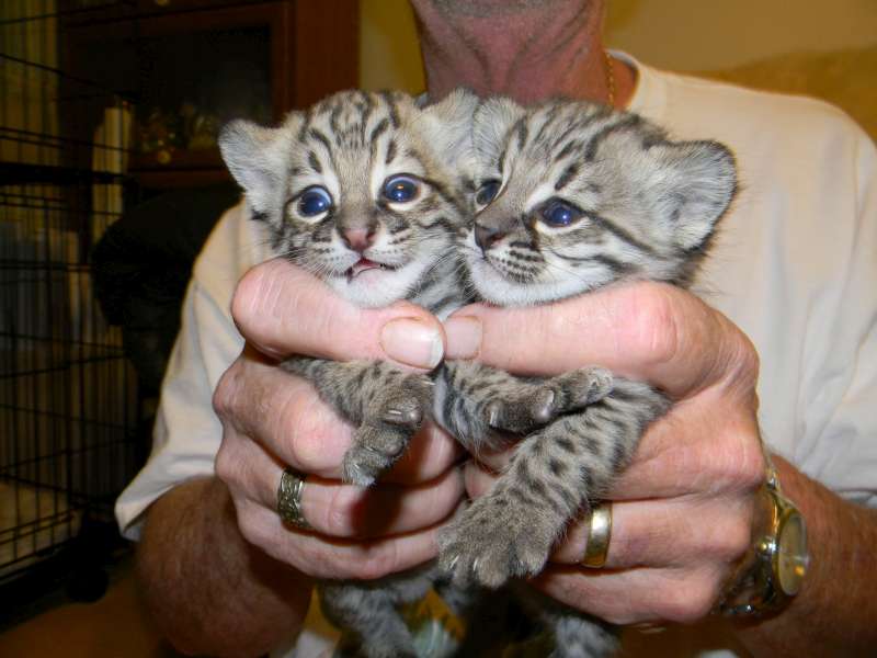 Our First Geoffroy's Kittens - Belle Hollow Farms and Exotics